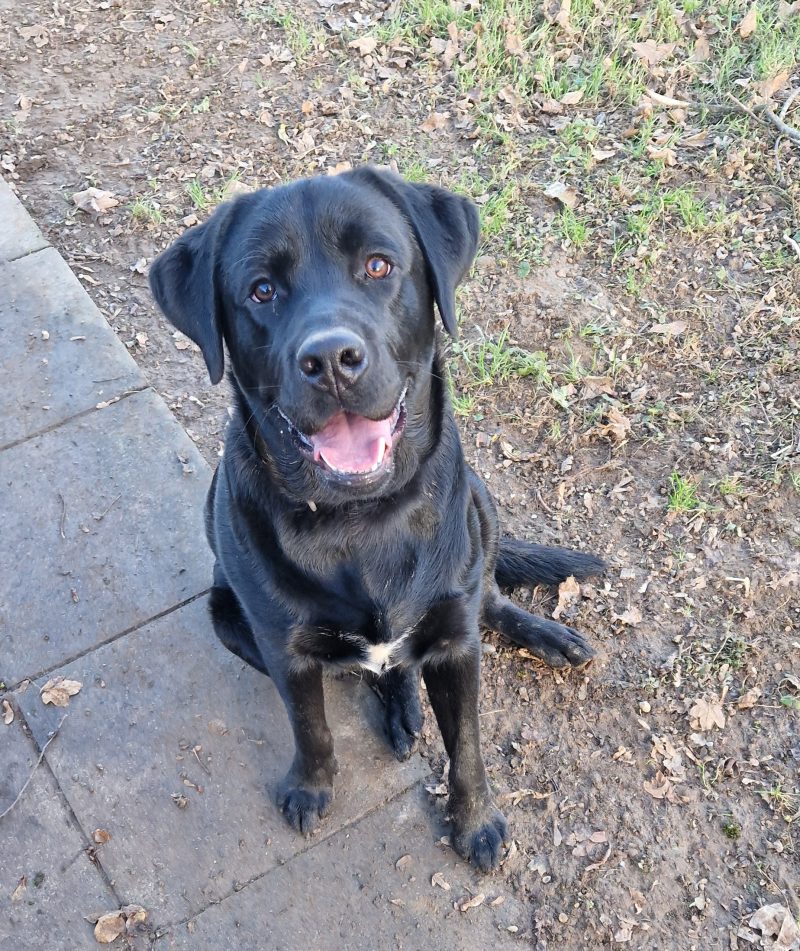 Tiere - Tierheim Heinzelwinkl